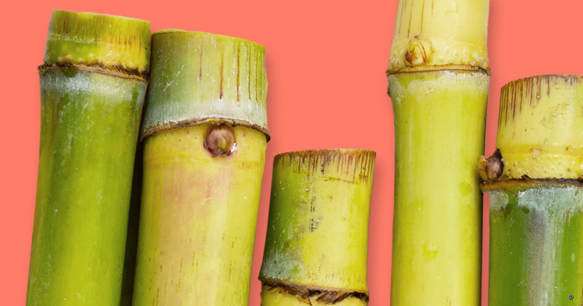 VITACEL® SF Sugar Cane Fiber