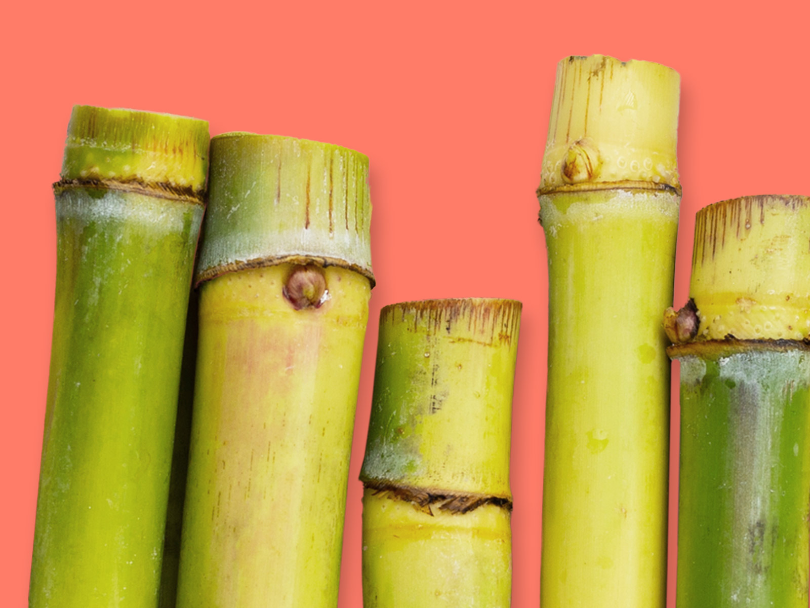 VITACEL® SF Sugar Cane Fiber